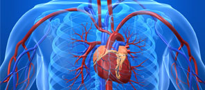 corazon - Instituto Tomas Pascual Sanz